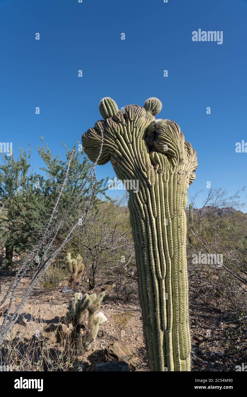 Crested cactus hi-res stock photography and images - Alamy