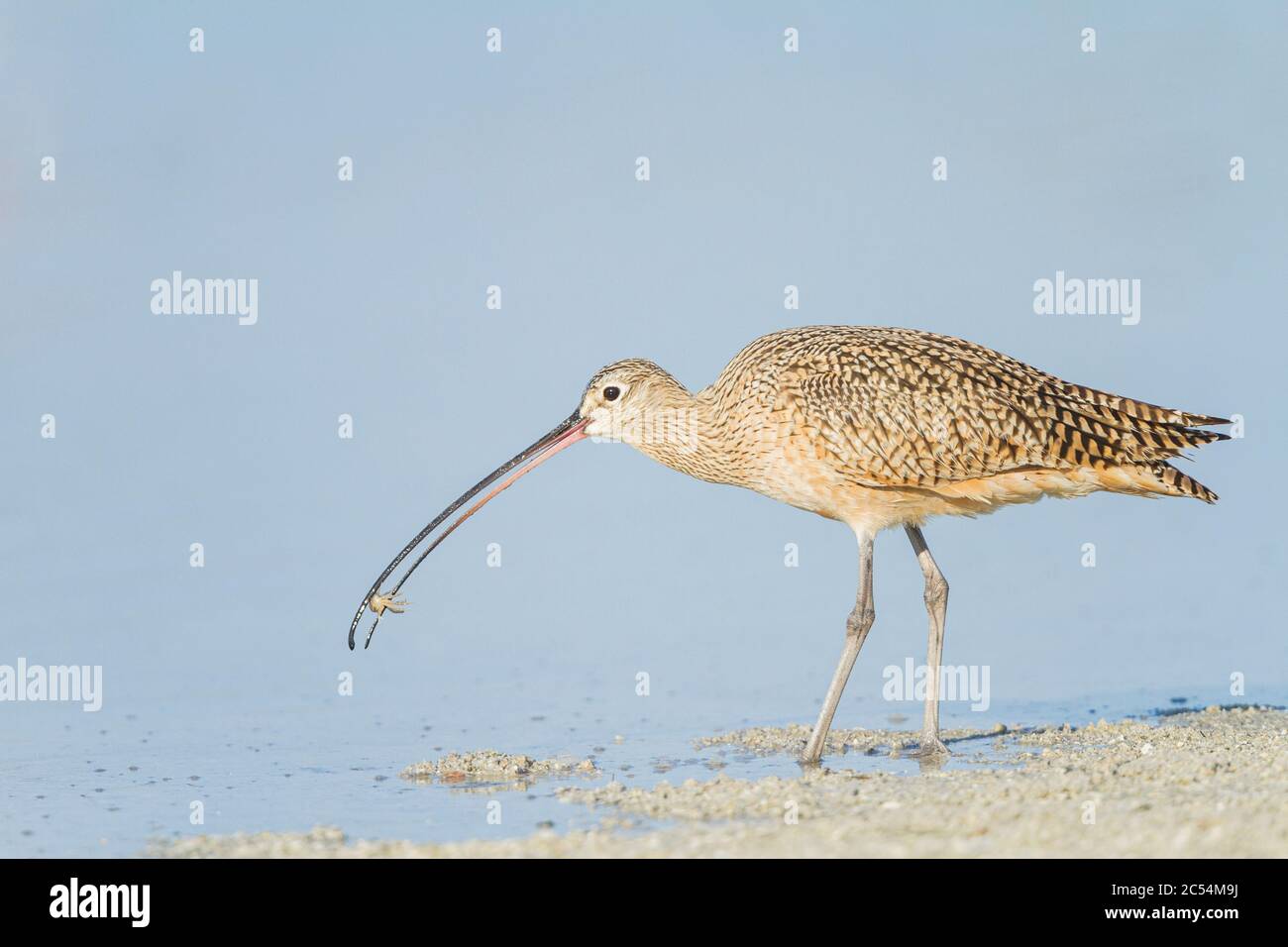 Curved bill bird hi-res stock photography and images - Alamy