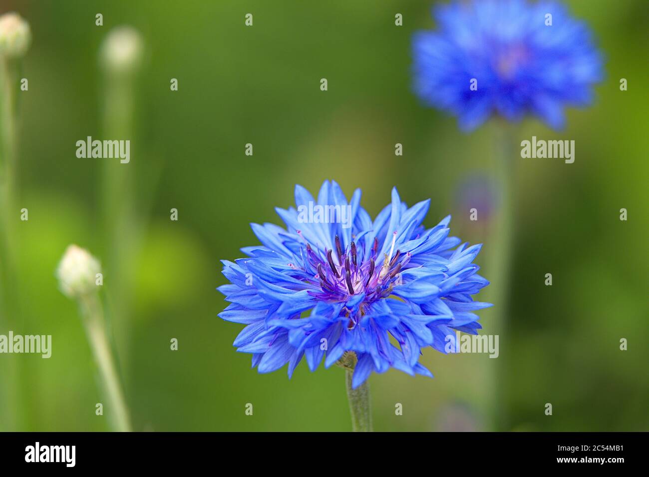 macro of Blue Bachelors button centaurea cyanus Stock Photo - Alamy