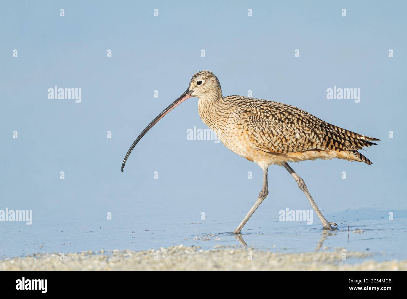 Bird with long curved bill hi-res stock photography and images - Alamy