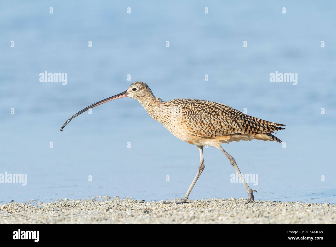 Bird with long curved bill hi-res stock photography and images - Alamy
