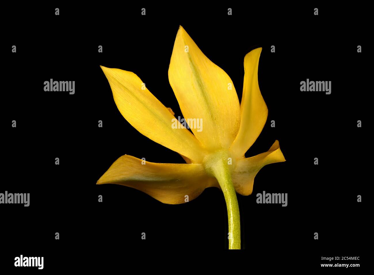 Allium Moly Flower High Resolution Stock Photography and Images - Alamy