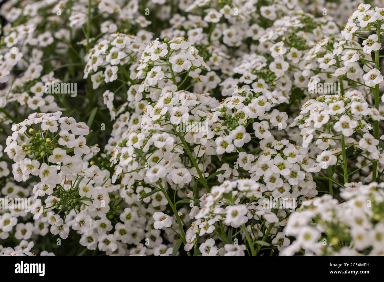 Princess snow white hi-res stock photography and images - Alamy