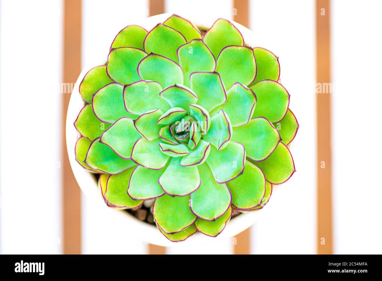Home plants succulent hi-res stock photography and images - Alamy
