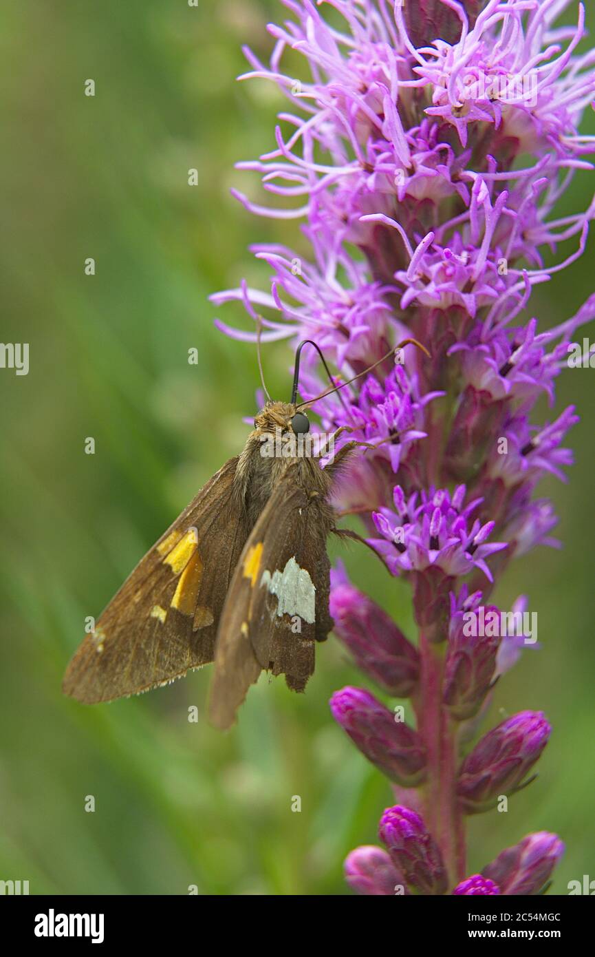 Macro of Liatris Pyscnostachya flower head with Sliver-Spotted Skipper Butterfly Stock Photo - Alamy
