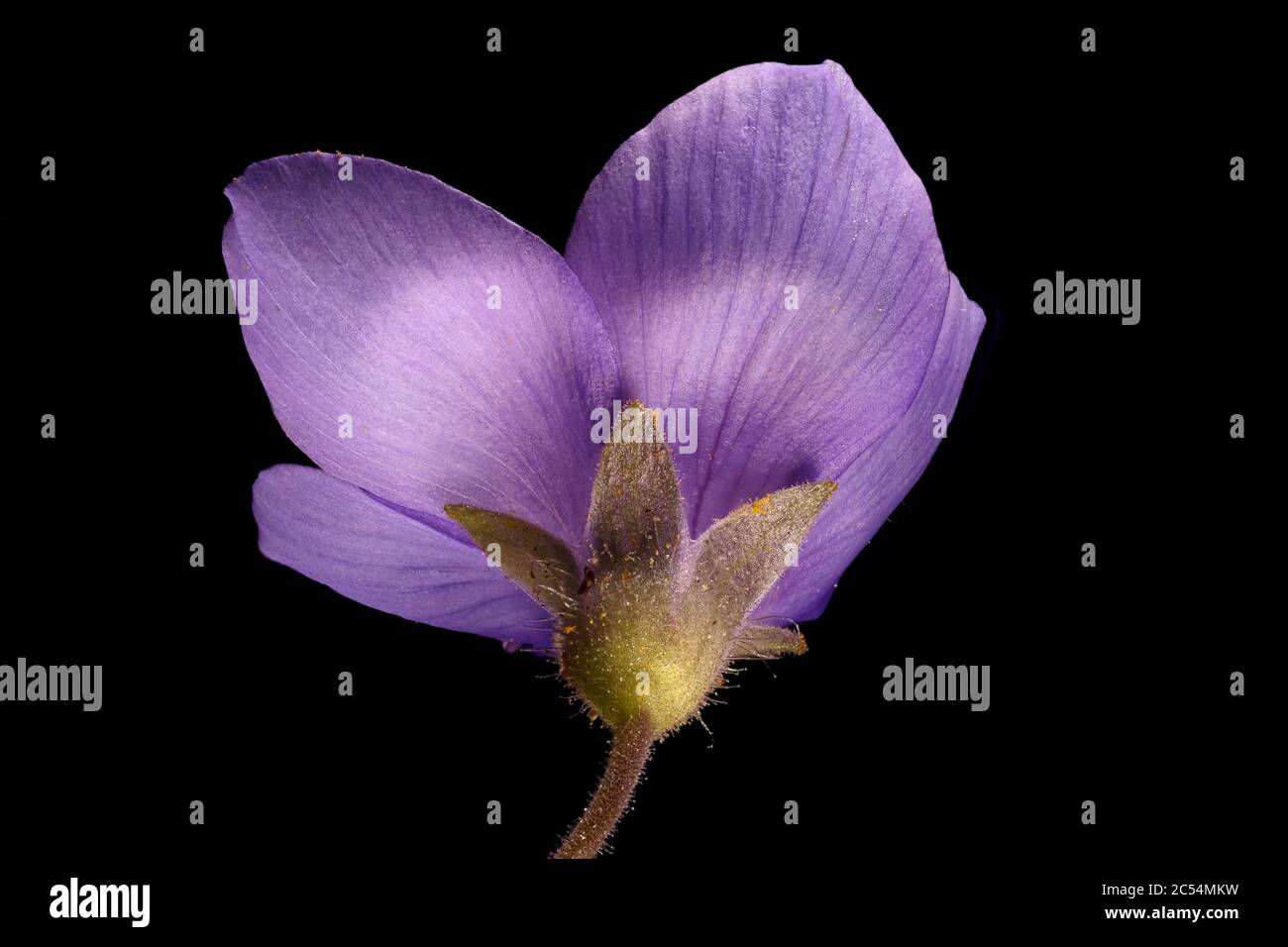 Polemonium caeruleum hi-res stock photography and images - Alamy