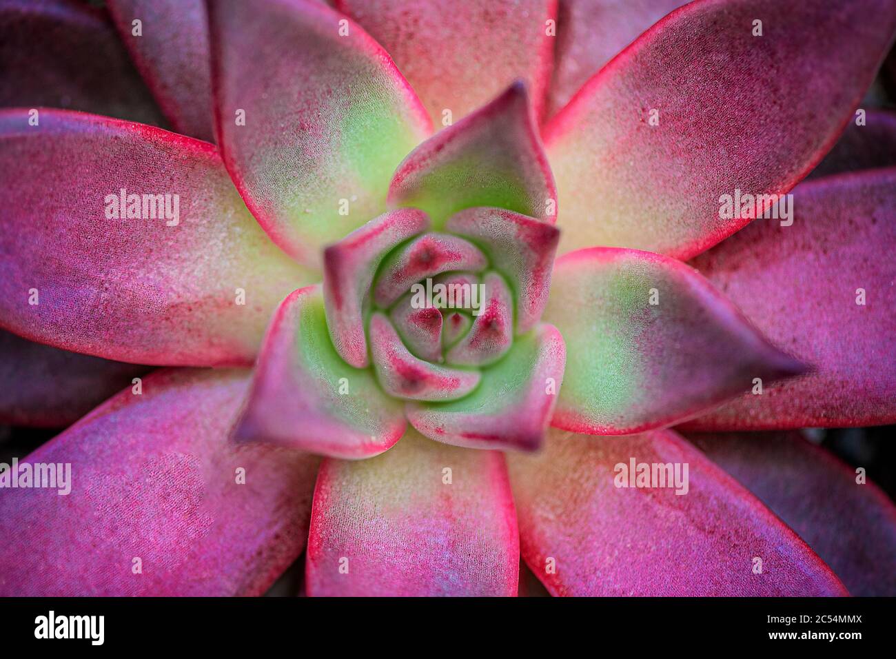 Houseplant photography hi-res stock photography and images - Alamy