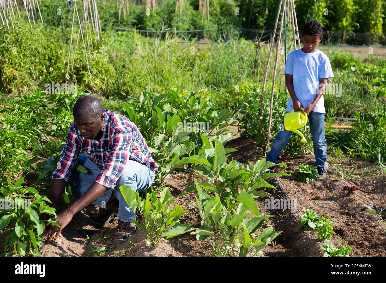 Teen son helps his father work in the garden Stock Photo - Alamy