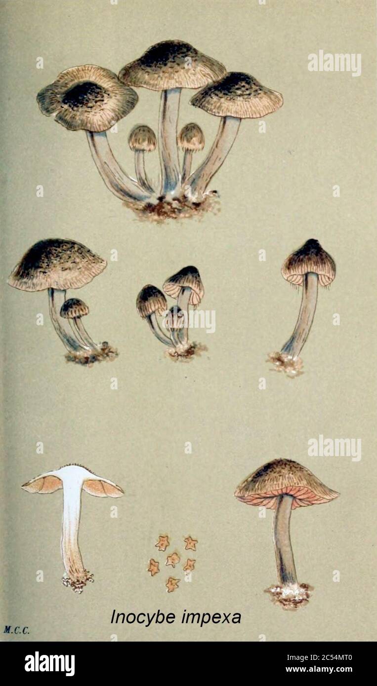 Inocybe impexa hi-res stock photography and images - Alamy