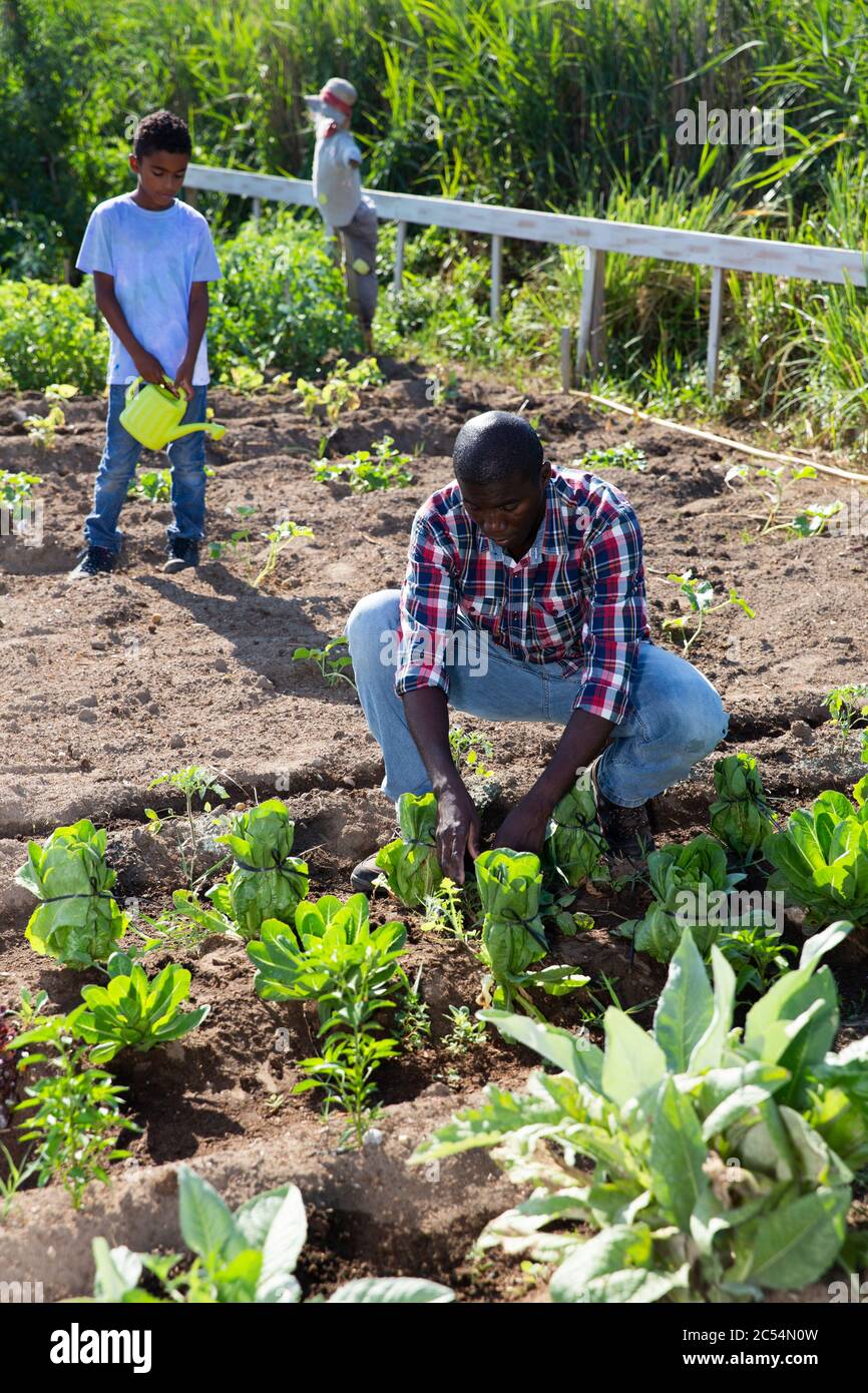 Teen son helps his father work in the garden Stock Photo - Alamy