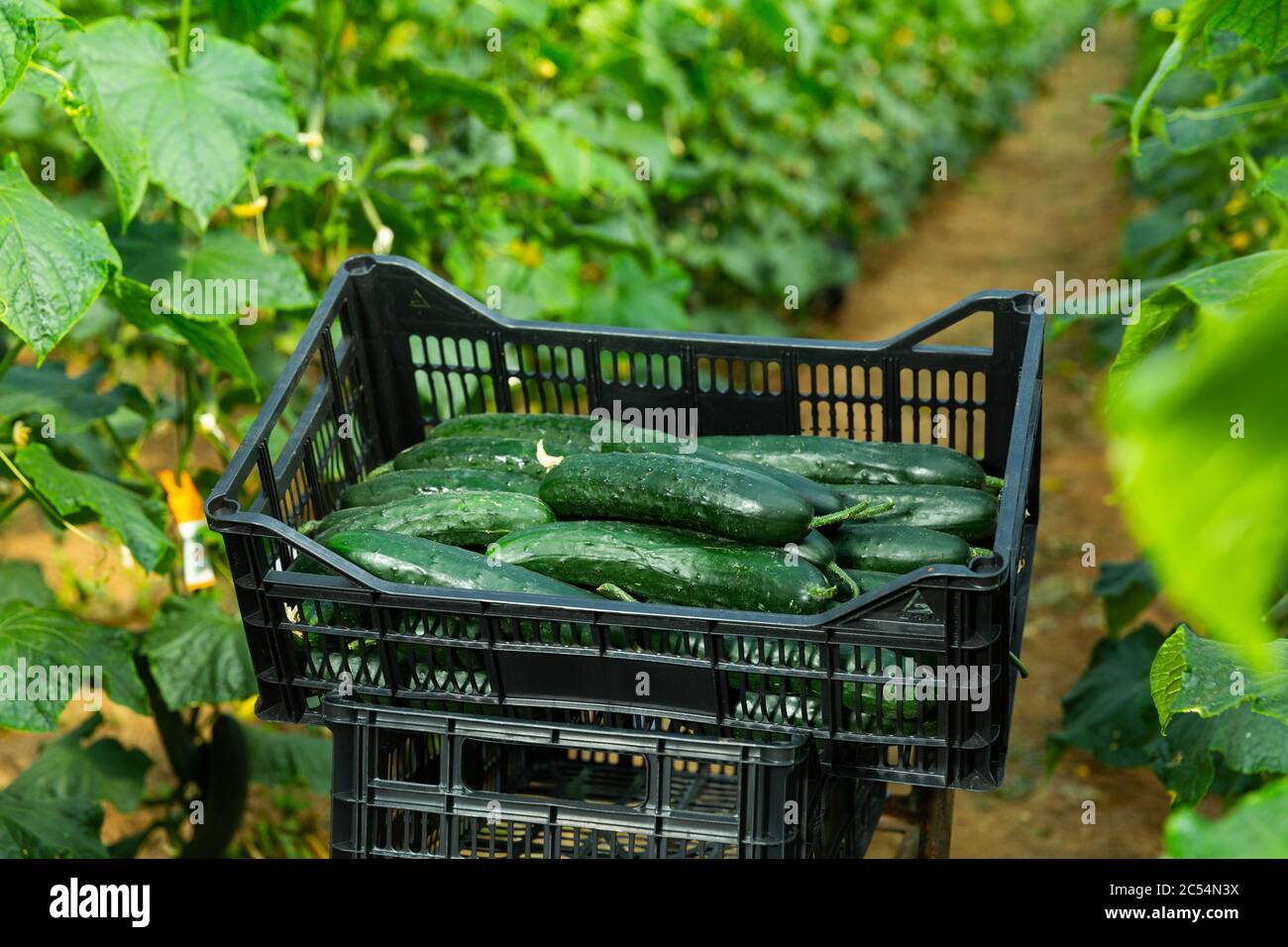 Plastic boxes with ripe cucumbers in greenhouse. Harvest time Stock ...