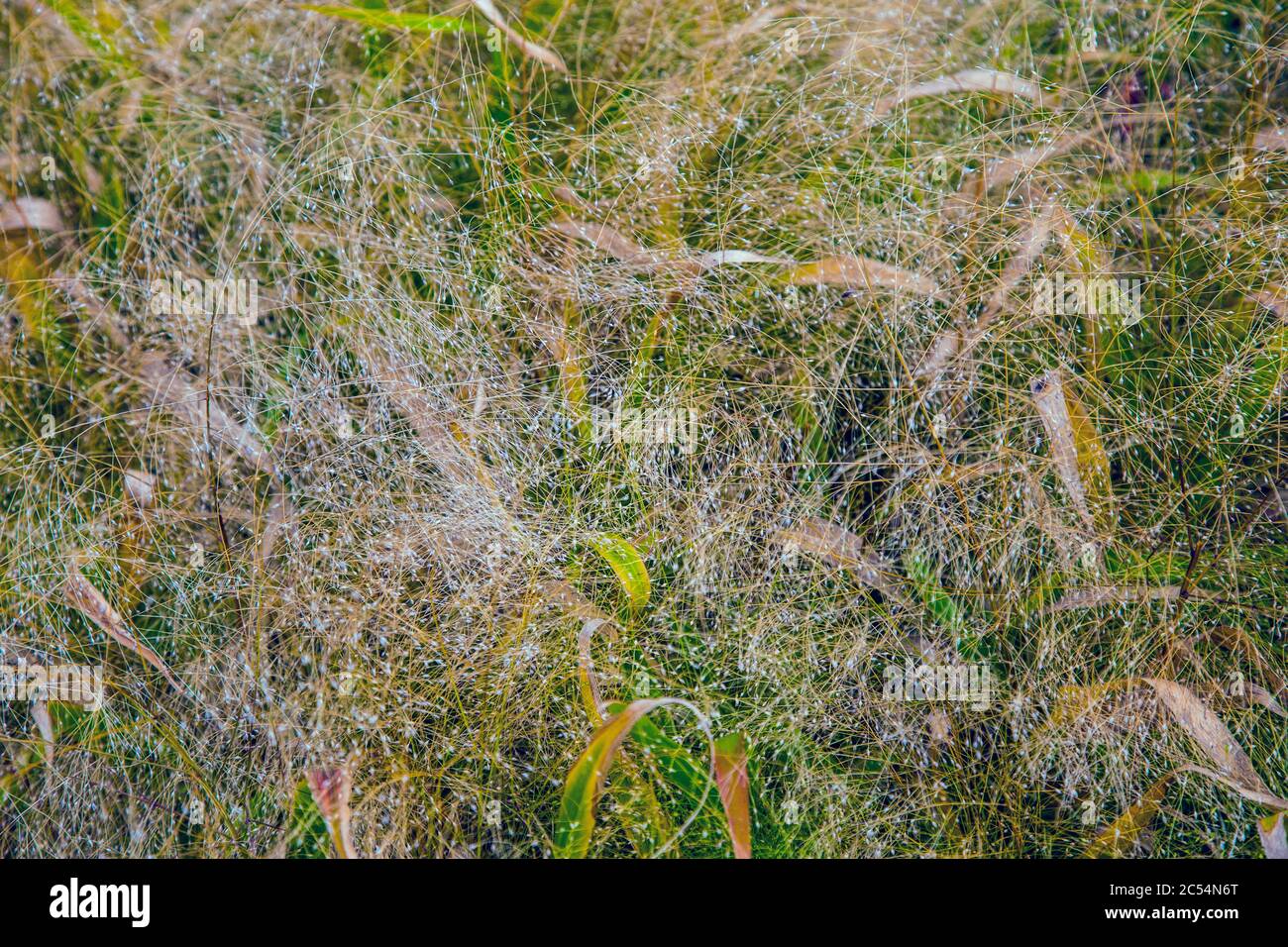 Abstract colorful soft textured background hi-res stock photography and ...