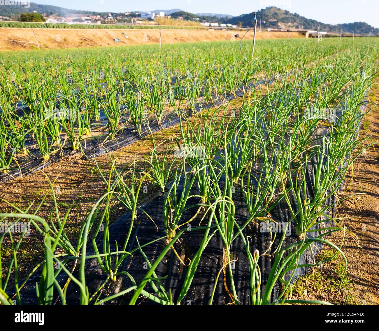 Farming farm scallions field organic hi-res stock photography and ...