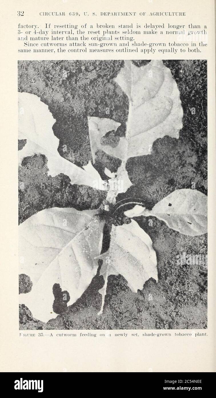 Insect pests of cigar-type tobaccos in the Southern districts (Page 32 ...