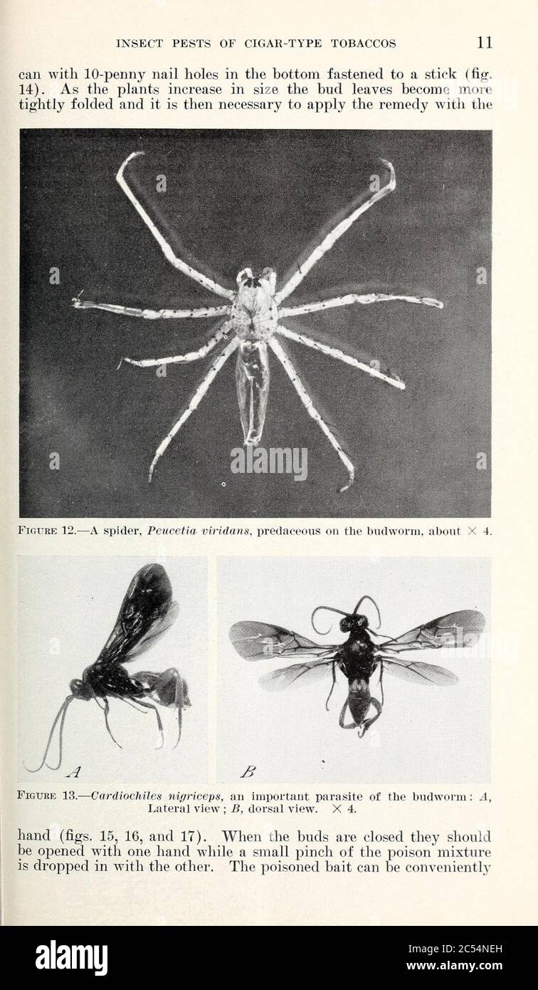 Insect pests of cigar-type tobaccos in the Southern districts (Page 11 ...