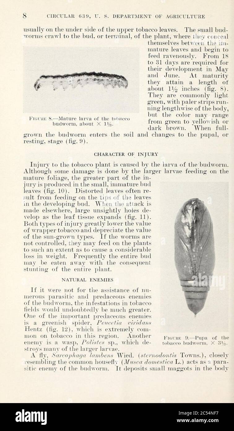 Insect pests of cigar-type tobaccos in the Southern districts (Page 8 ...