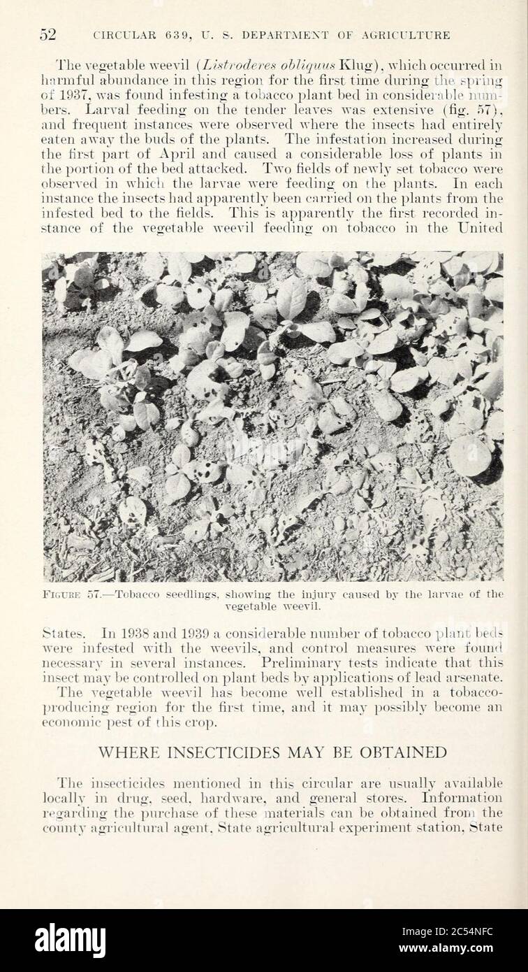 Insect pests of cigar-type tobaccos in the Southern districts (Page 52 ...