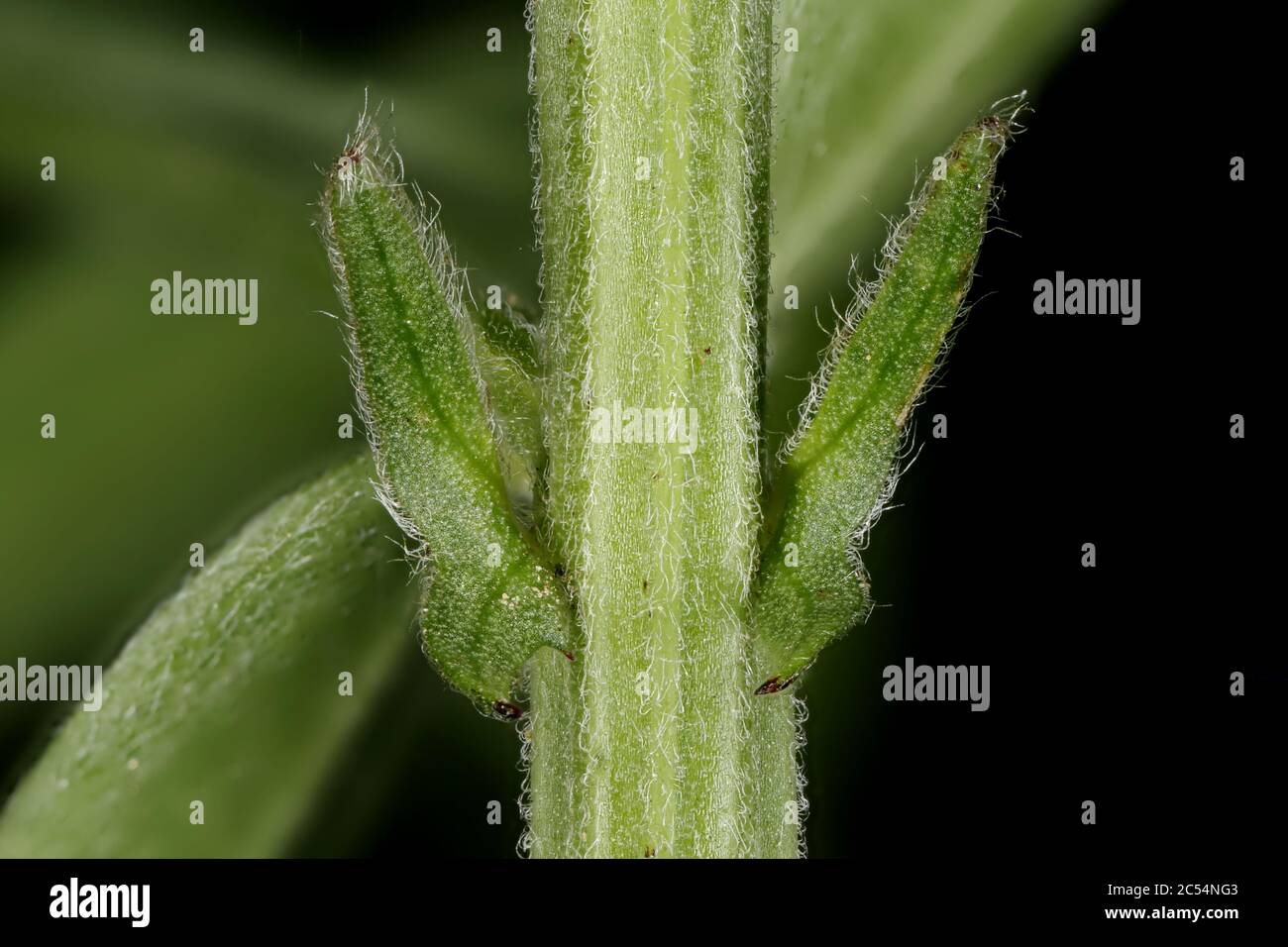 Stipules High Resolution Stock Photography and Images - Alamy