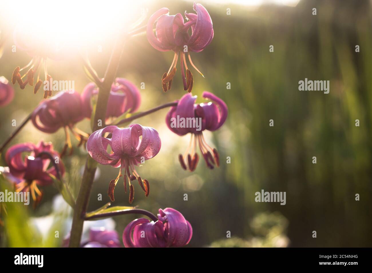 Lilies in garden setting hi-res stock photography and images - Alamy
