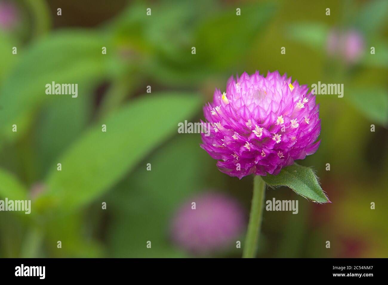 Makhmali flower hi-res stock photography and images - Alamy