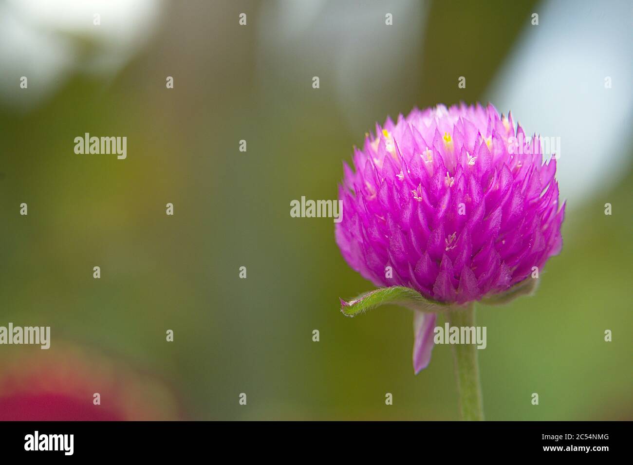 Makhmali flower hi-res stock photography and images - Alamy