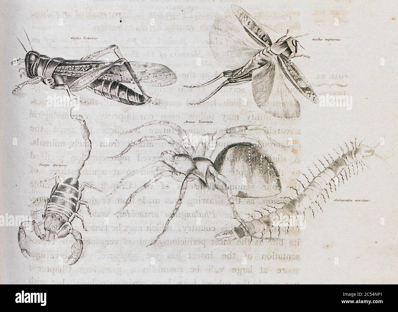 Insects of the Crimea - Clarke Edward Daniel - 1810 Stock Photo - Alamy