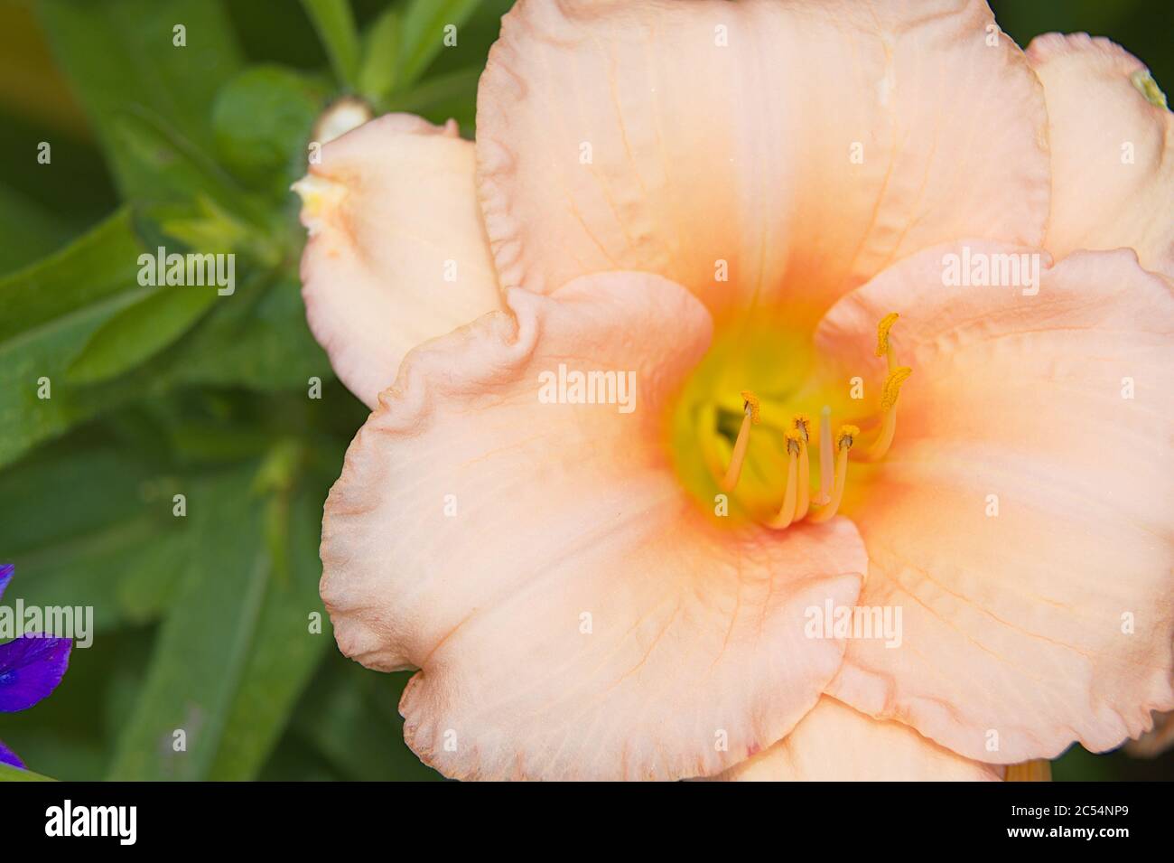 macro of peach color azaleas Stock Photo - Alamy
