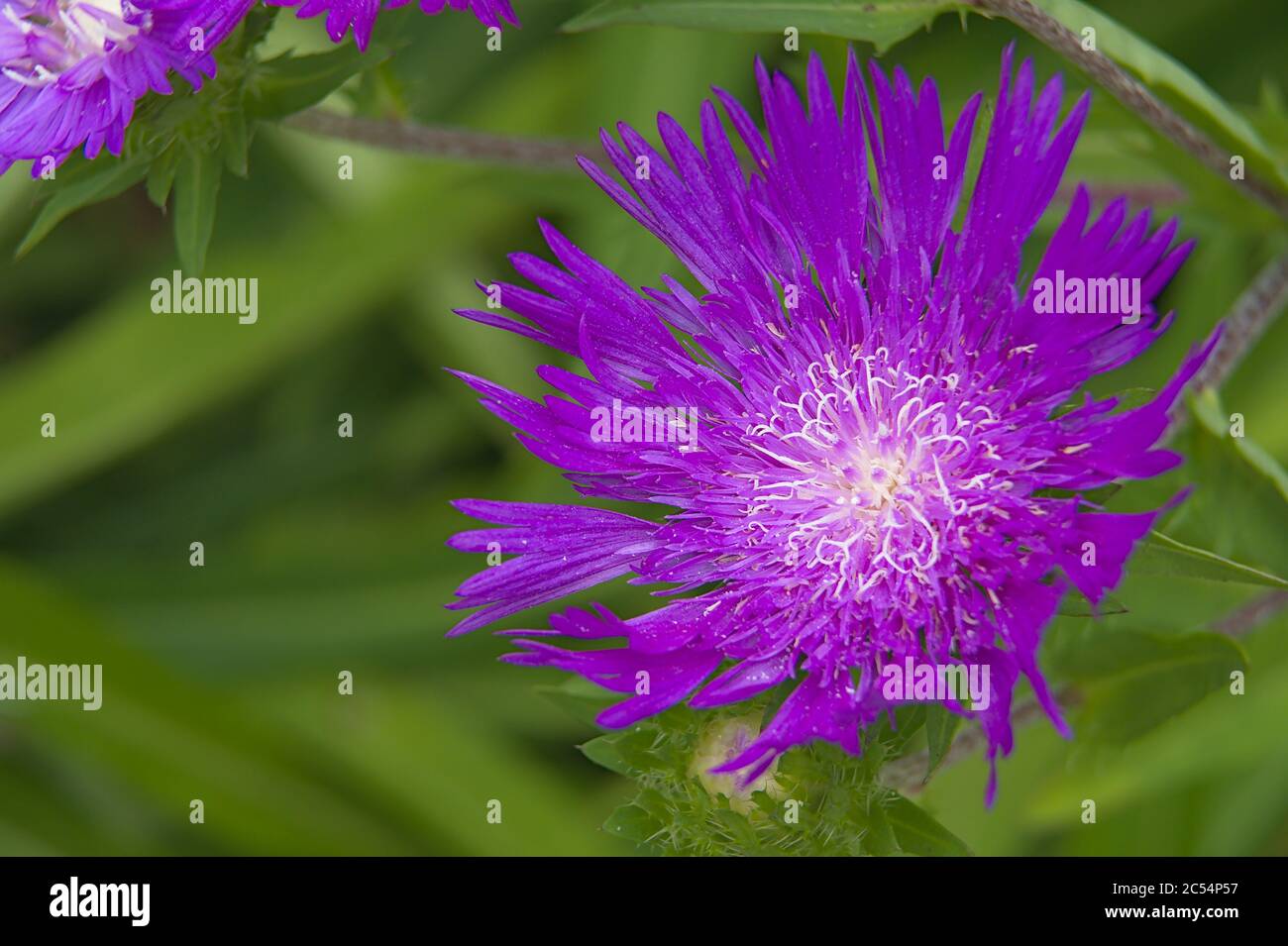 Stokes aster stokesia laevis hi-res stock photography and images - Alamy