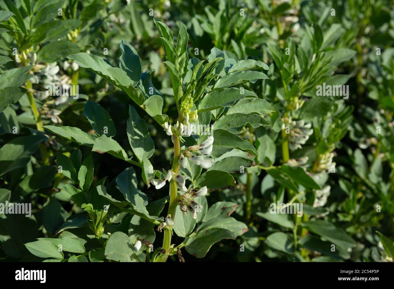 Flower sprouts fava beans growing on the plantation Stock Photo - Alamy