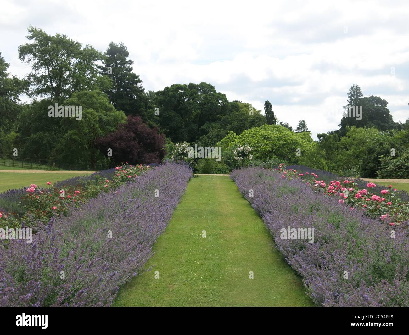 Roses lavender catmint hi-res stock photography and images - Alamy