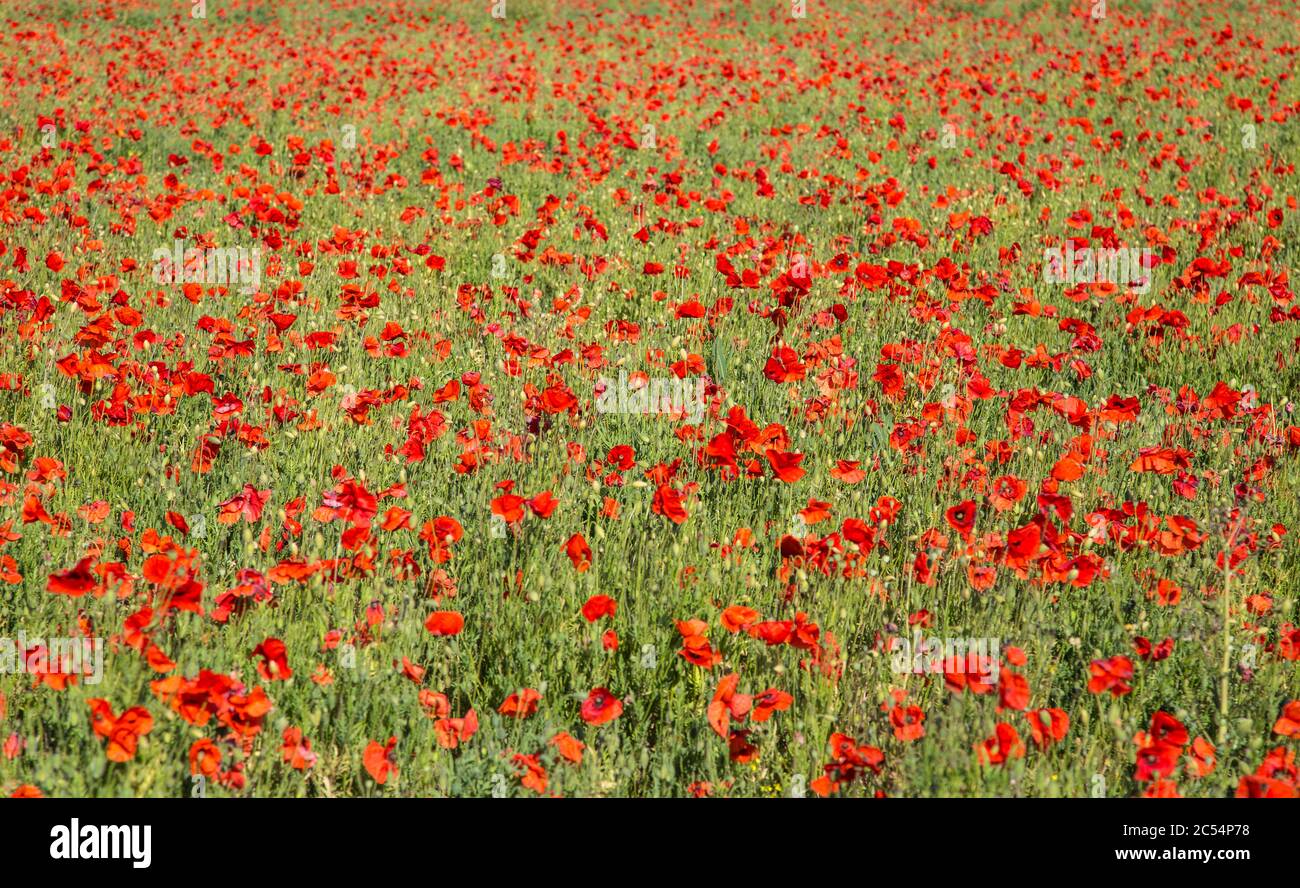 Fragile field hi-res stock photography and images - Alamy
