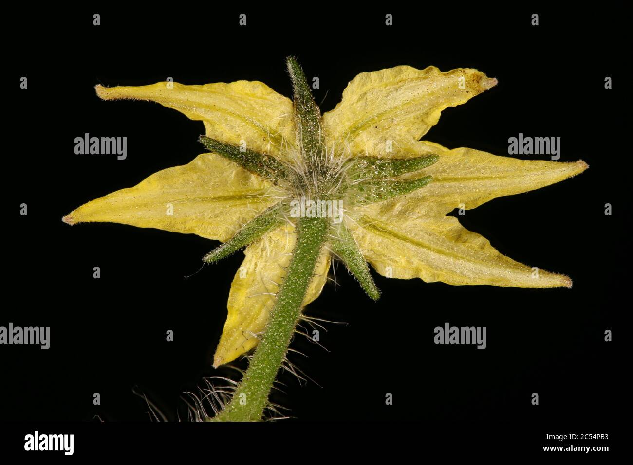 Solanum lycopersicum illustration hi-res stock photography and images ...