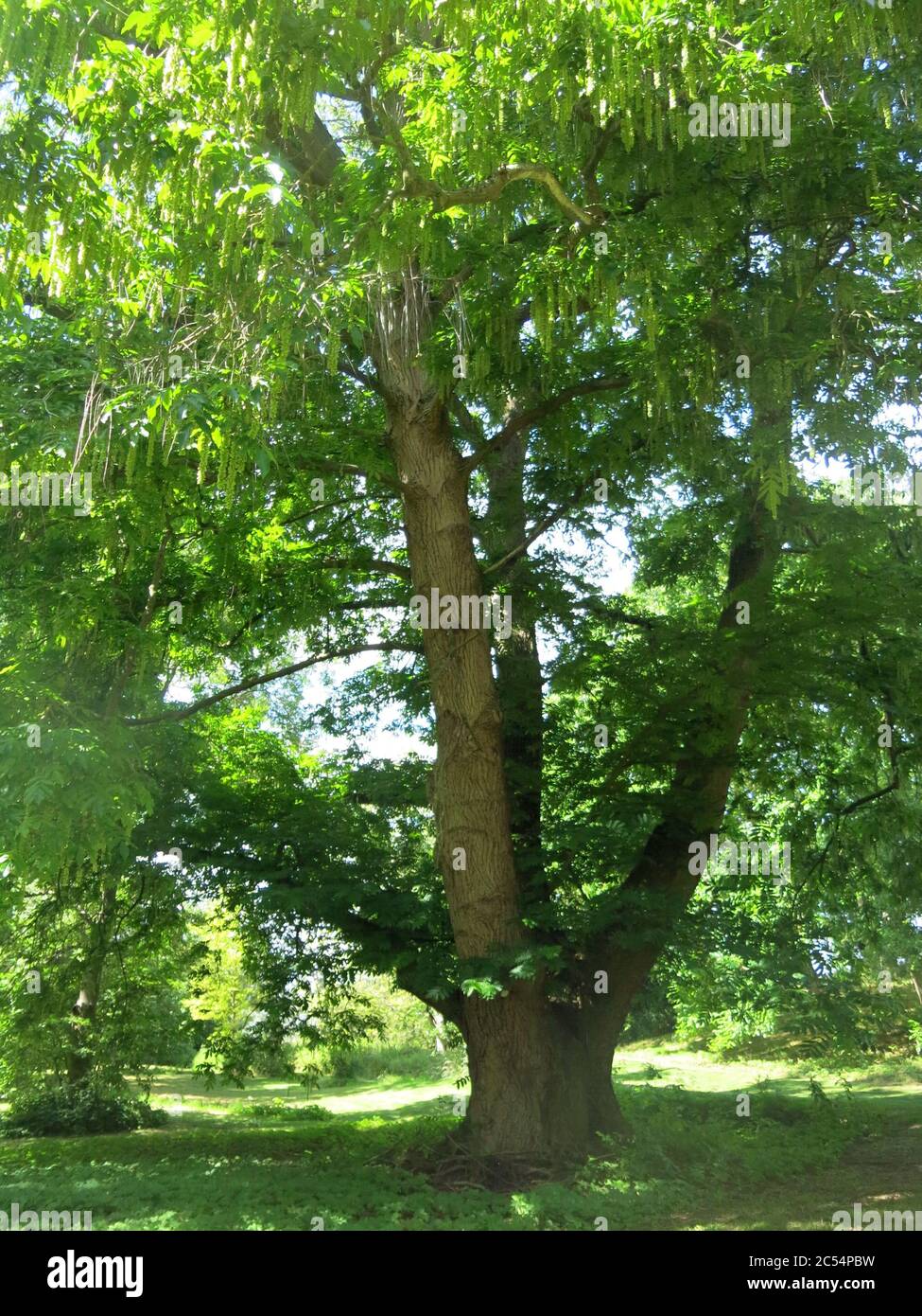 A large mature Caucasian Walnut tree, or Wingnut, from the Juglandaceae ...