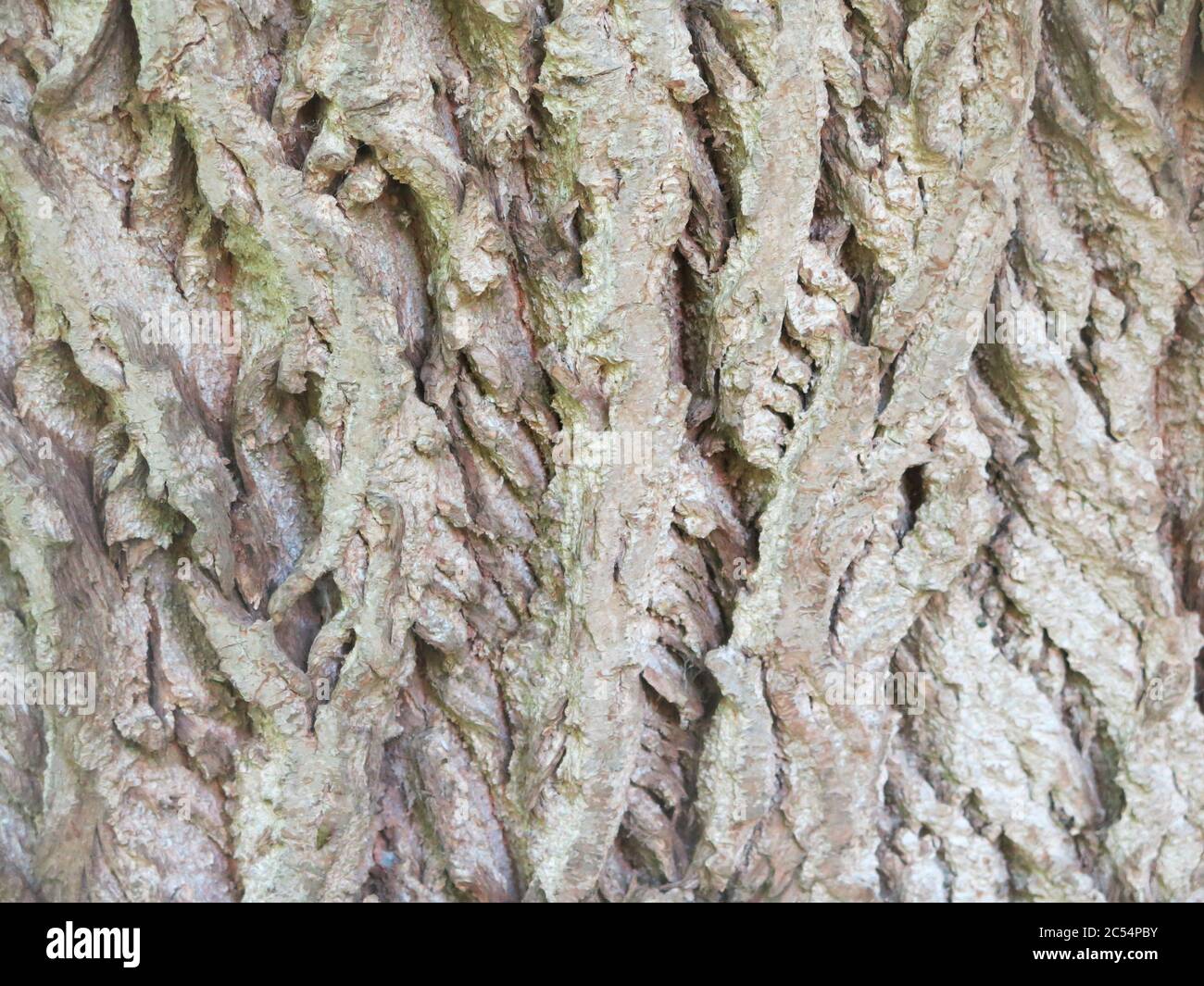 Close-up of the grey bark of the Caucasian Walnut tree (Pterocarya ) as ...