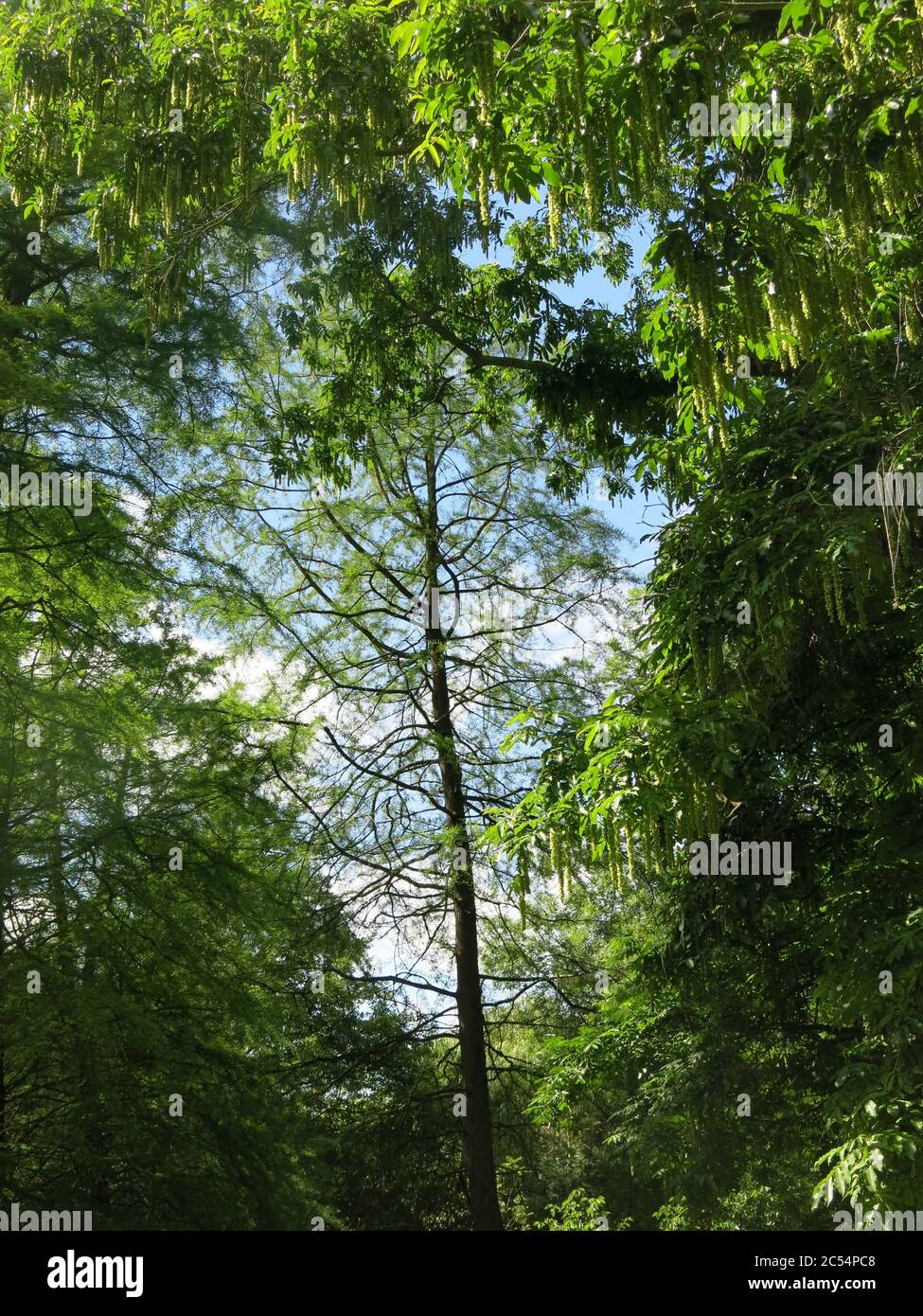 Spindly tree hi-res stock photography and images - Alamy