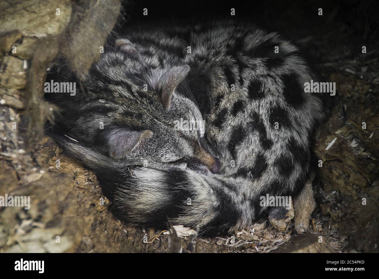 Closeup shot of common genet sleeping under the tree Stock Photo - Alamy