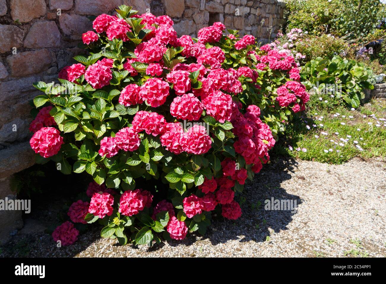 Pink hydrangea plants in a garden during summer Stock Photo - Alamy
