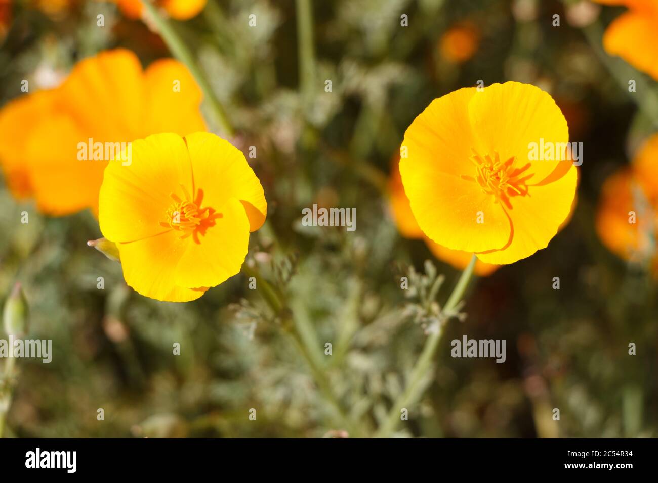Orange flowers of California poppy in a garden during summer Stock ...