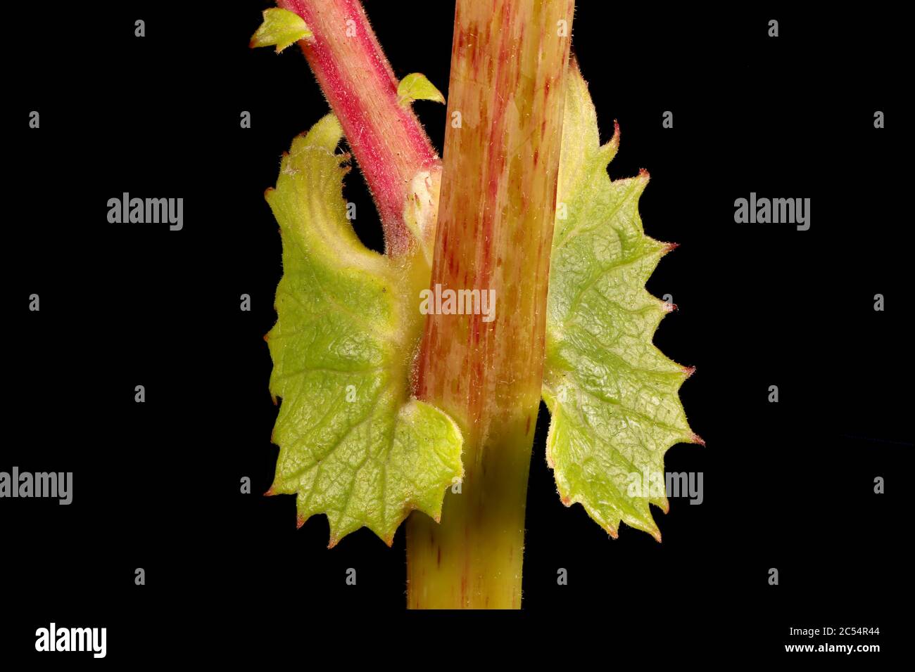 Stipules hi-res stock photography and images - Alamy