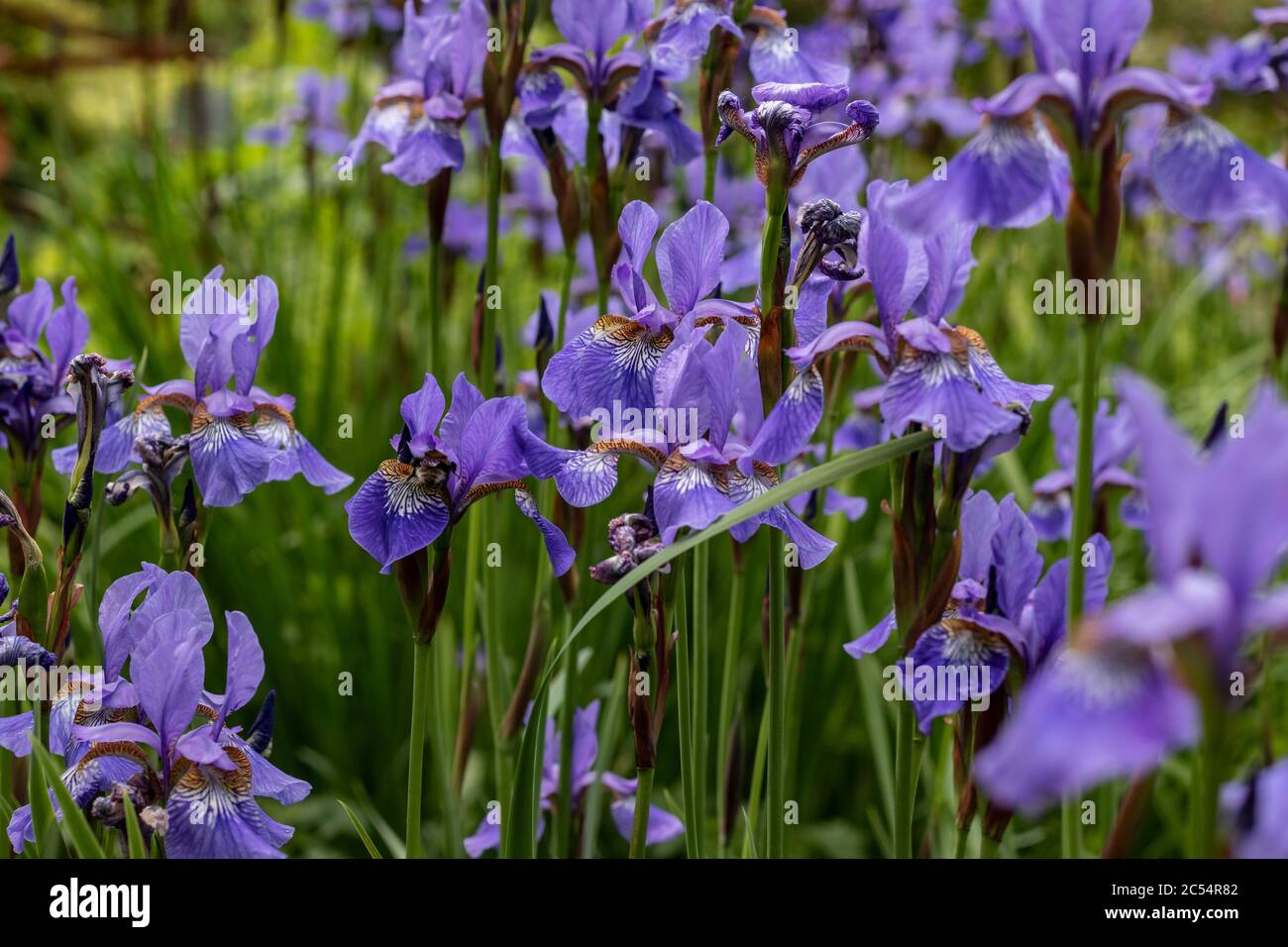 Purple iris flower in spring Stock Photo - Alamy