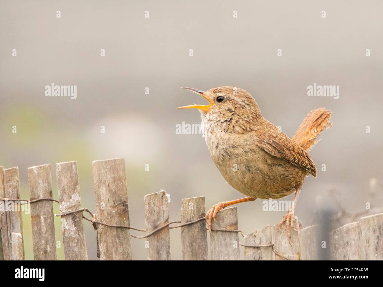 Small brown bird hi-res stock photography and images - Alamy