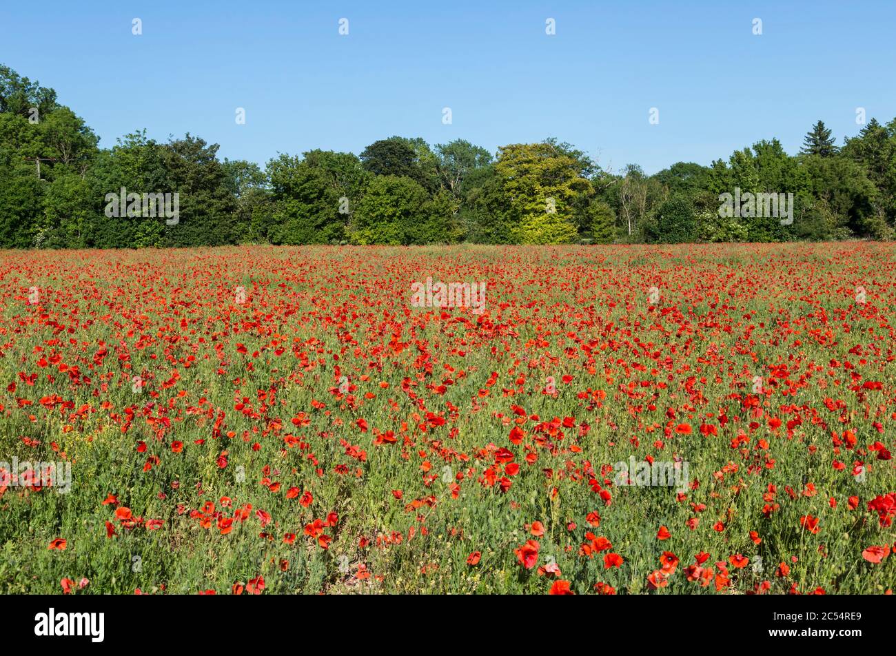Poppy bloom field panorama nature hi-res stock photography and images ...