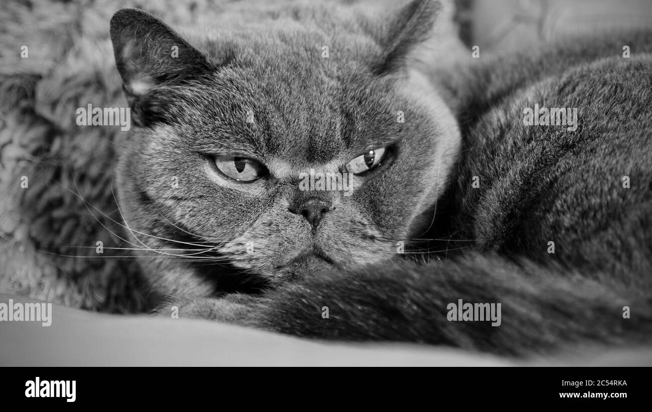 Horizontal grayscale shot of a British Blue cat laying on its bed ...