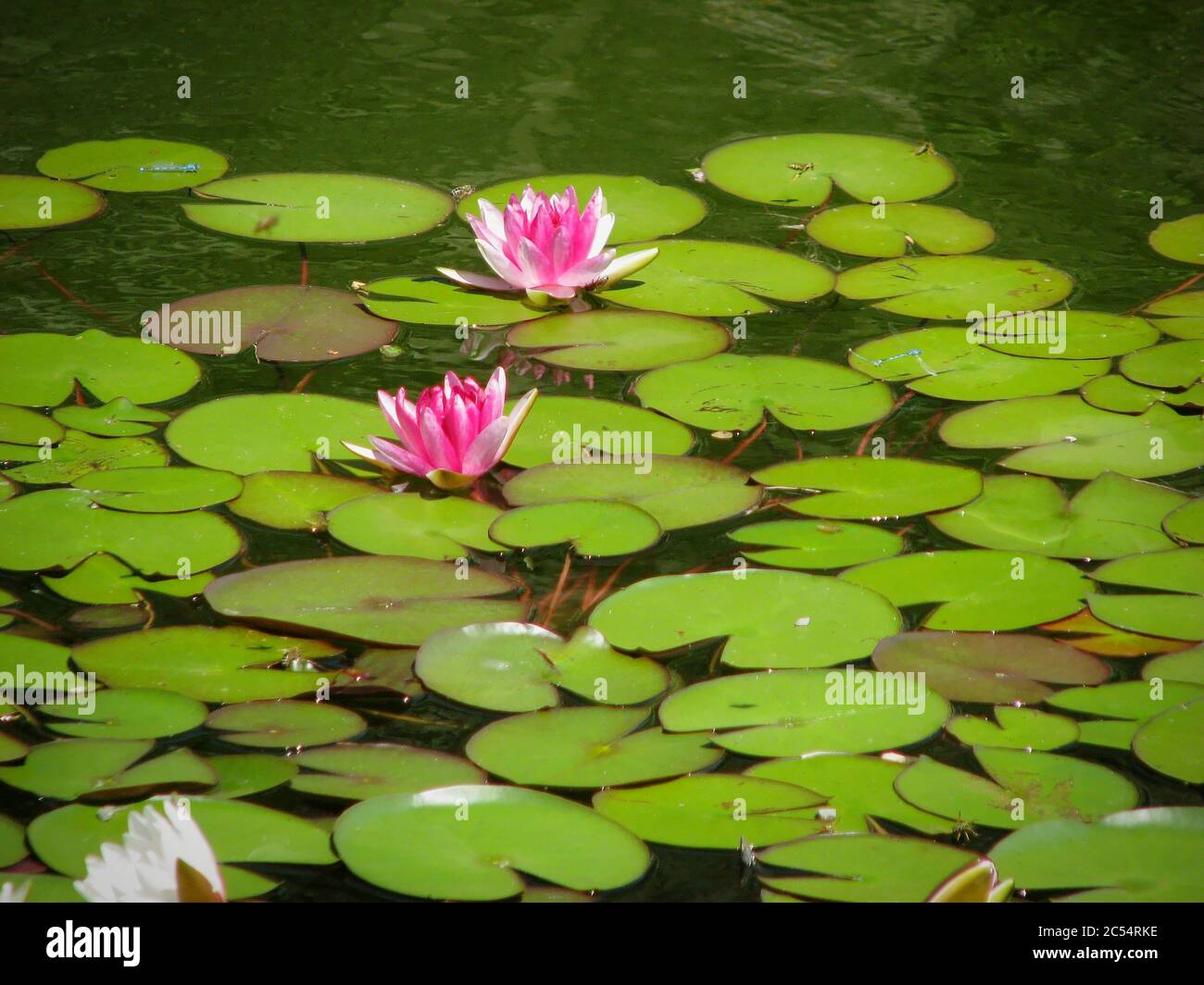 Water lilies and lily pads in a pond captured during the daytime Stock ...