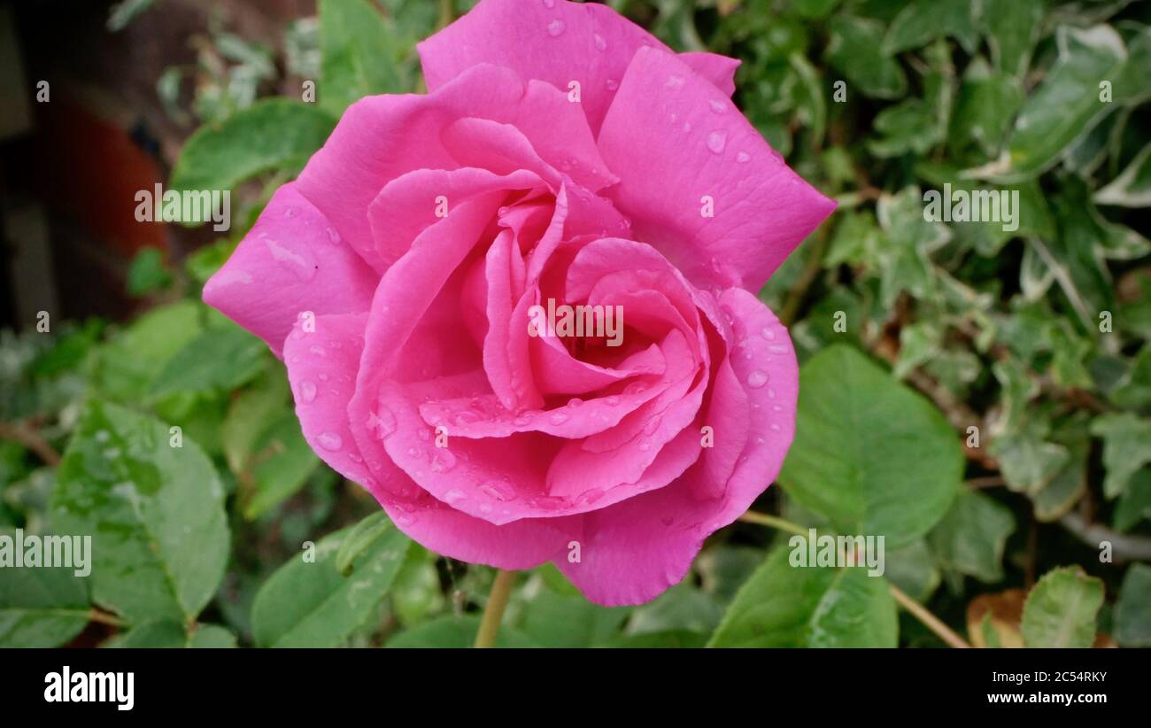 Horizontal top angle shot of a pink rose with water drops on a greenery ...