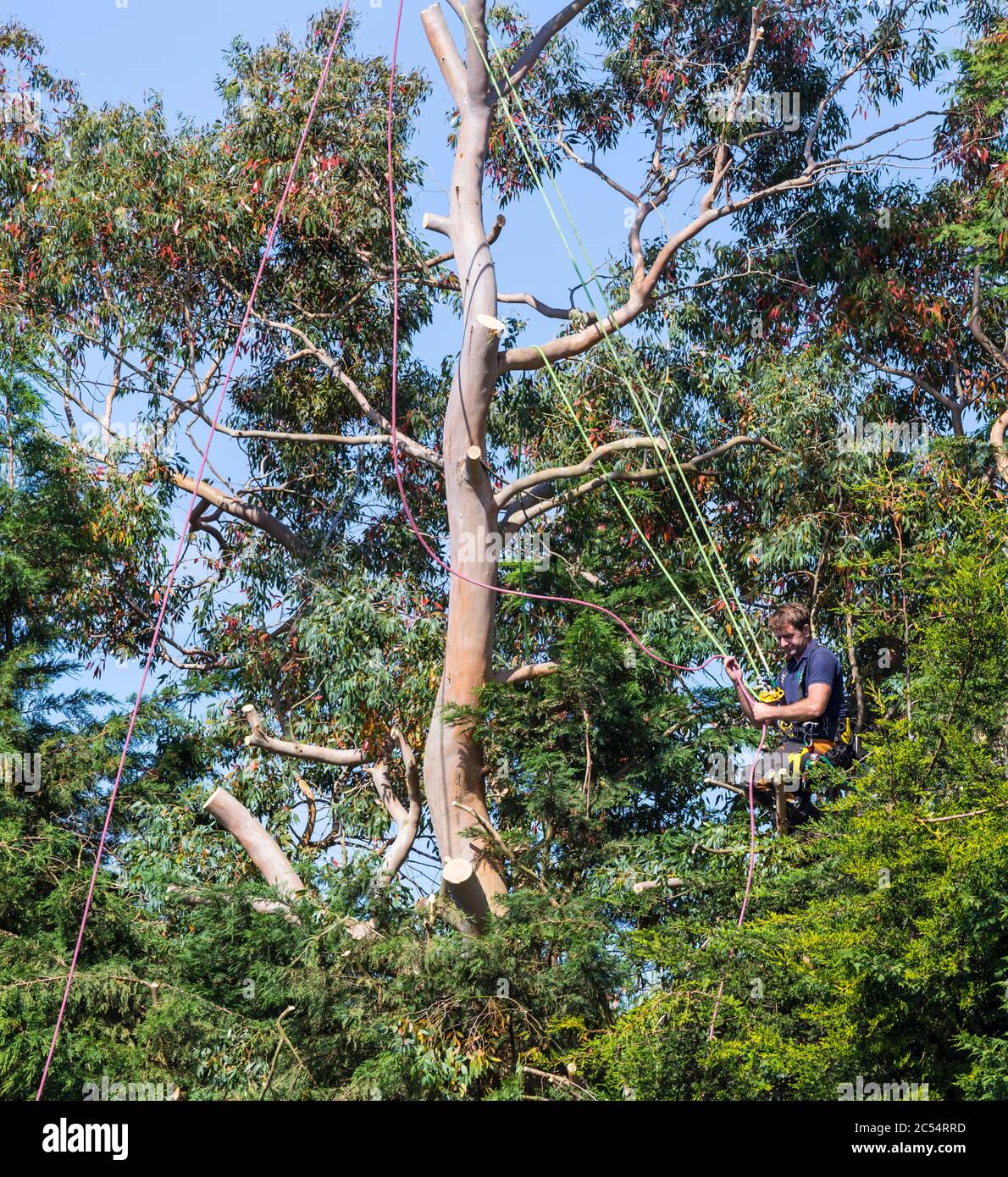 Tree climbing gear hi-res stock photography and images - Alamy