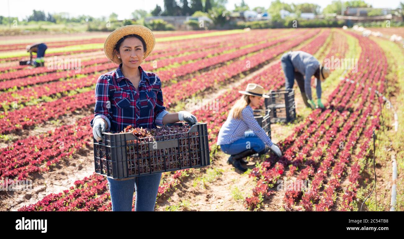 Latin american female farmer in a team harvesting lettuce on the ...