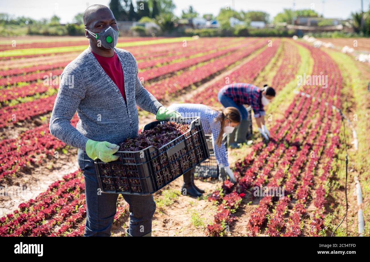 African-american farmer in protective mask stocking boxes with red ...