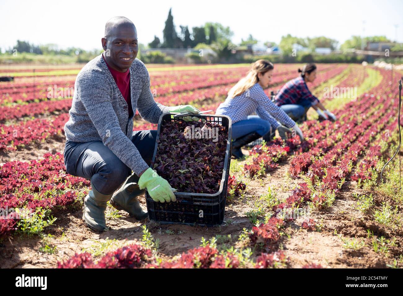 African-american worker harvesting red lettuce on the field Stock Photo ...