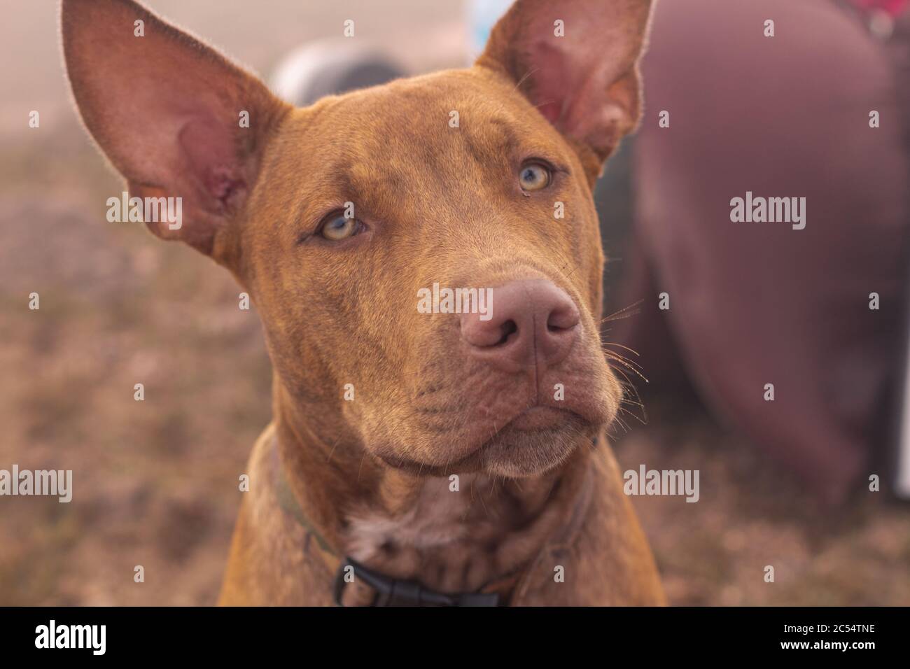 Ibizan Hound Pitbull Mix